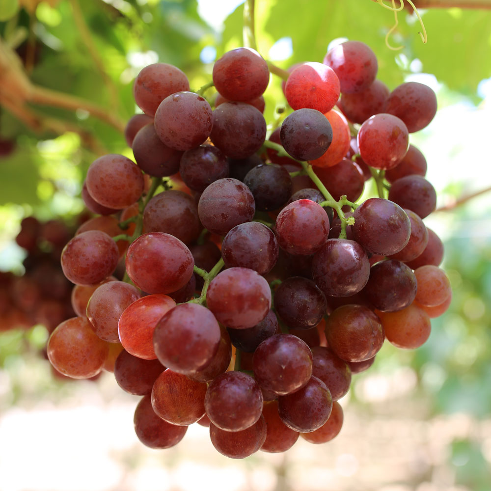 Grapes – Future Agrico