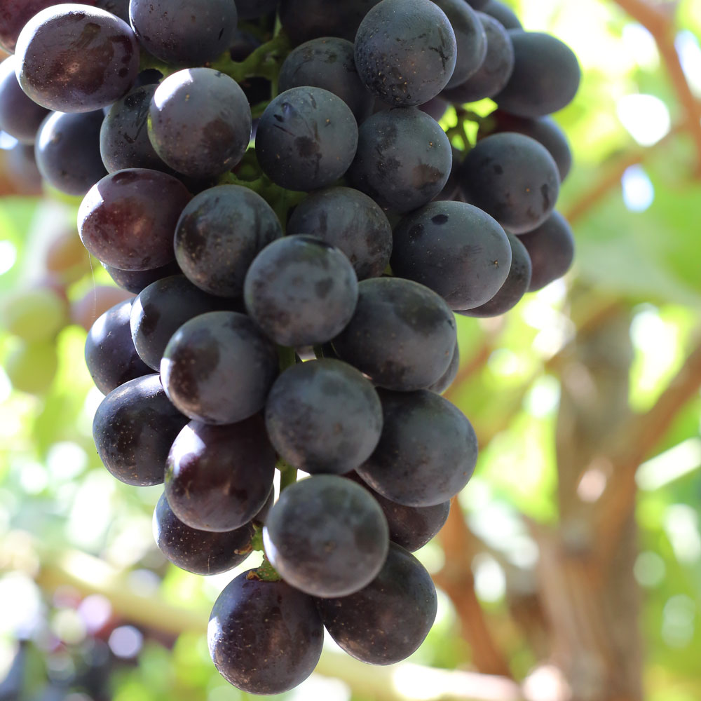 Grapes – Future Agrico