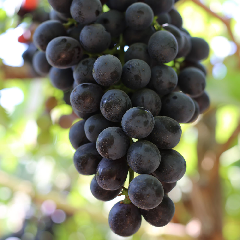 Grapes – Future Agrico